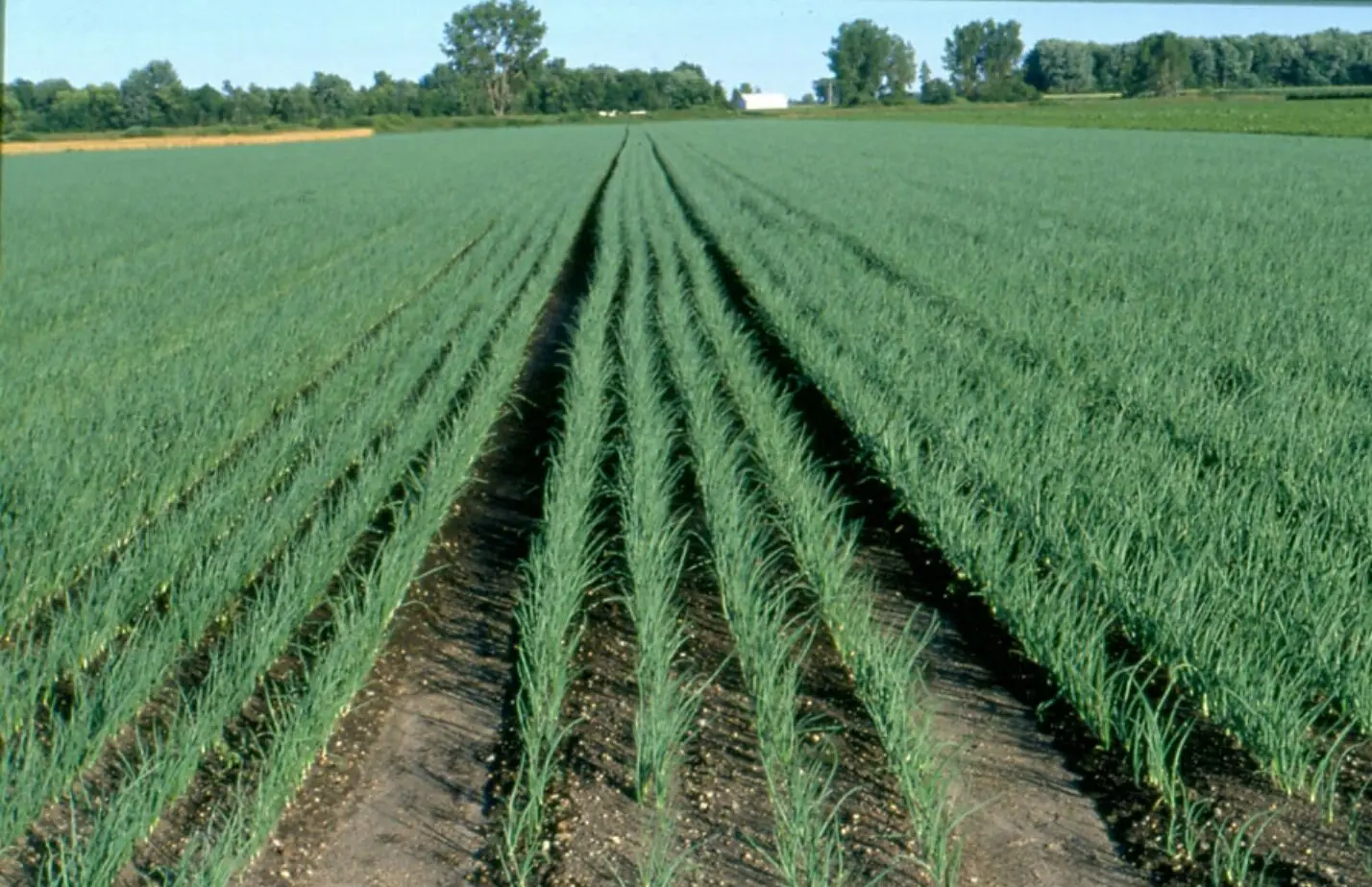 A Comprehensive Guide to Onion Farming in Kenya | Benssy Solutions Limited
